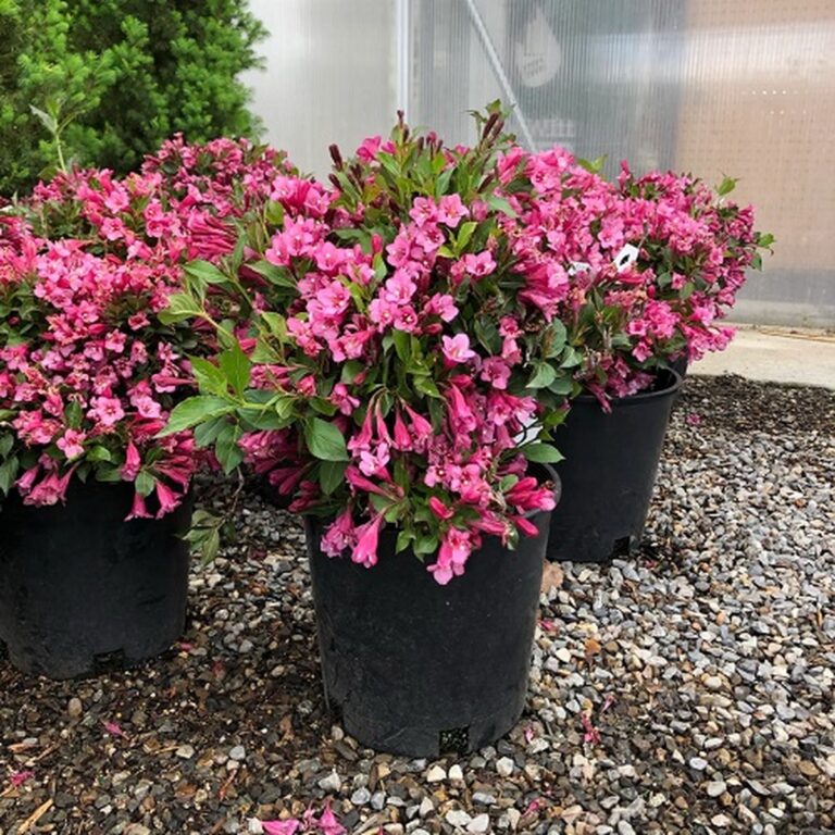 38 Gorgeous Texas Flowering Shrubs That Brighten Any Garden