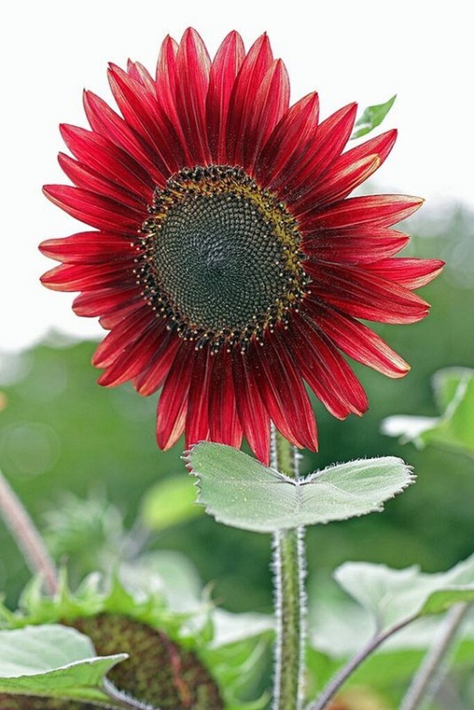 15 Popular Red Sunflower Varieties To Know