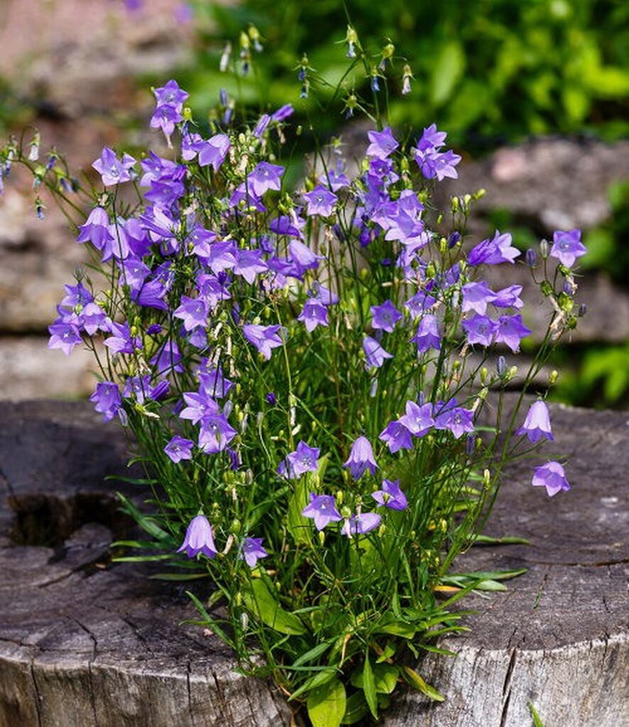 28 Lovely Swedish Flowers That Add Charm