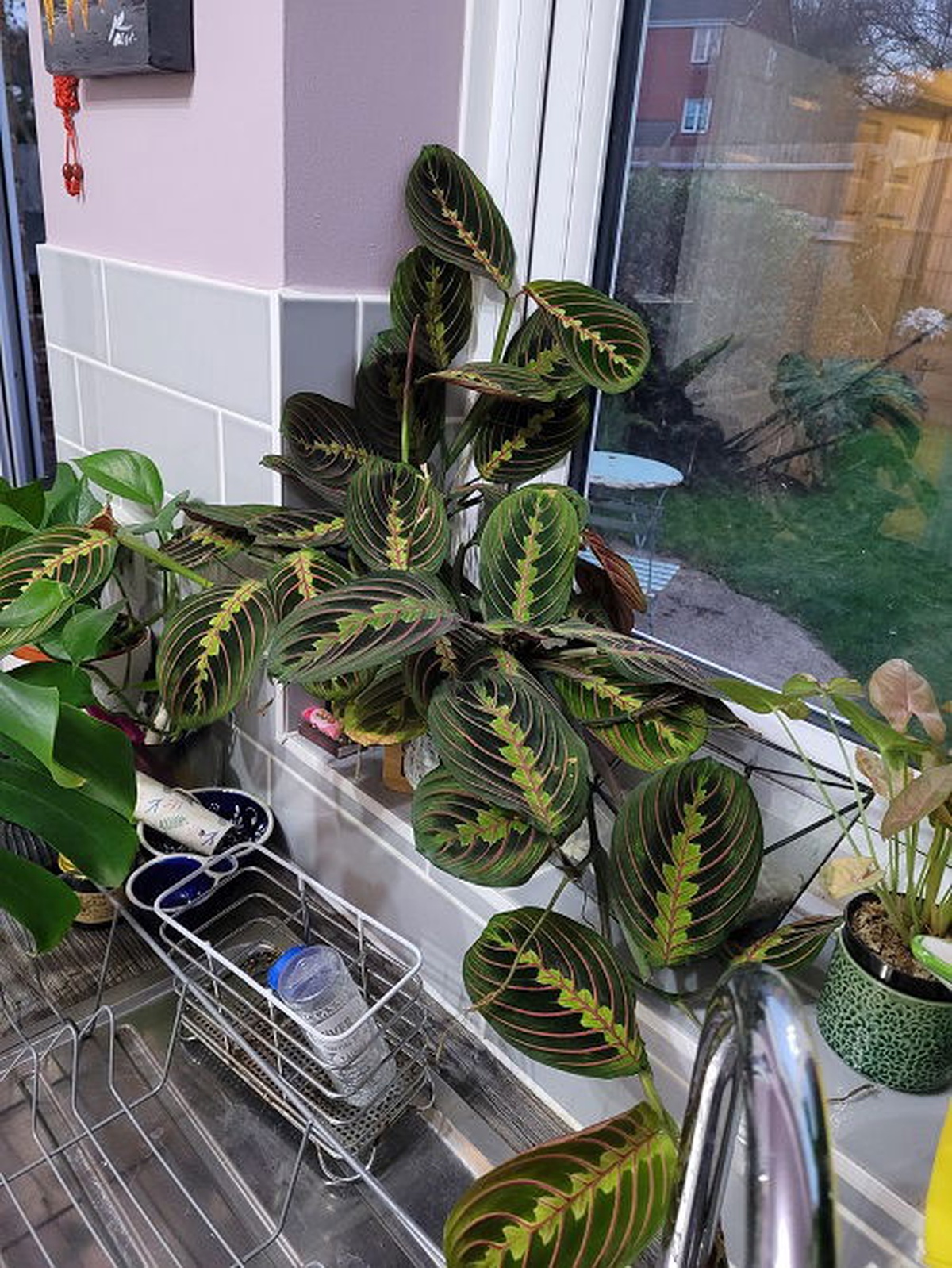 9 Stunning Types of Unique Trailing Plants for Your Indoor Oasis