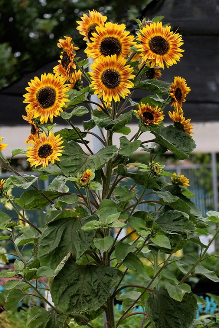 15 Stunning Giant Sunflower Varieties for Your Dream Garden