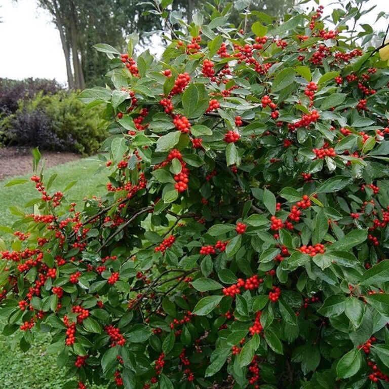 26 Gorgeous Shrubs and Bushes with Red Berries to Brighten Your Yard