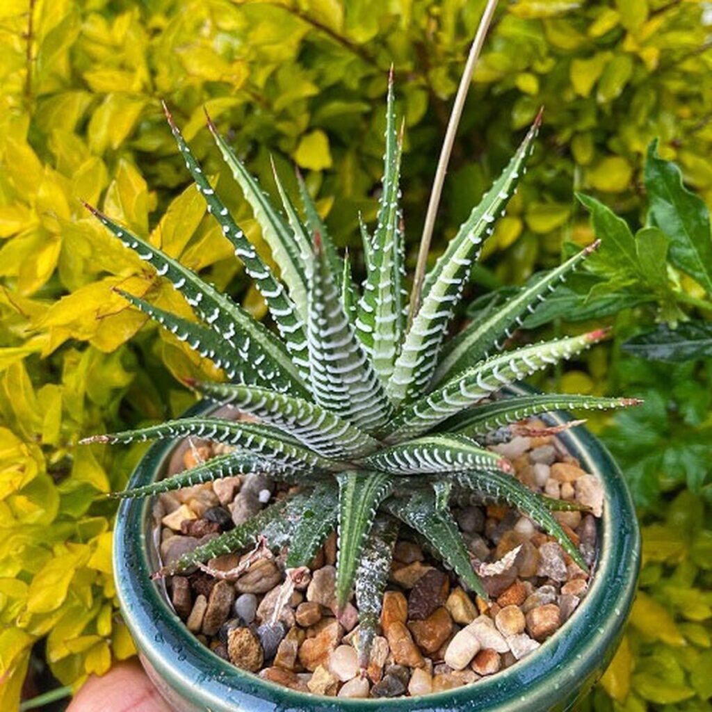 21 Gorgeous Spiky Plants That Will Transform Your Garden