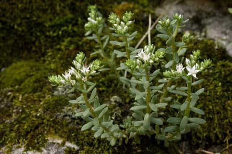 49 Types of Sedum Varieties to Brighten Your Garden