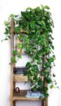 26 Fantastic Ways to Hang Plants on the Wall Like Pros