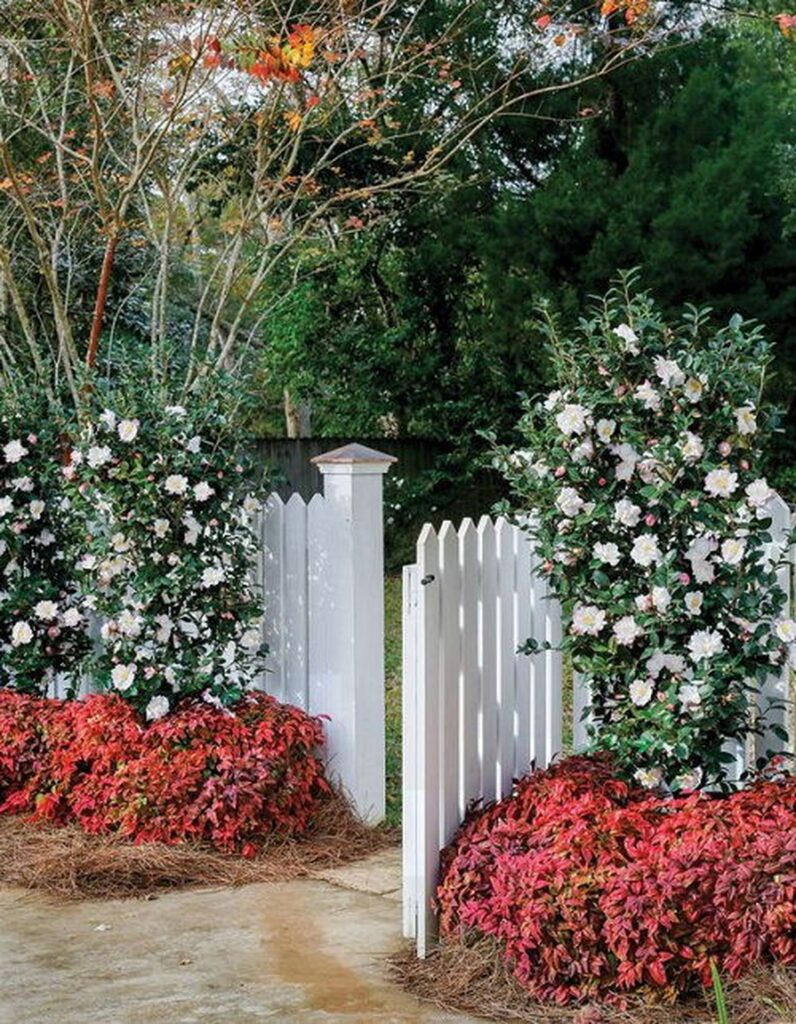 14 Stunning 5-6 Foot Evergreen Shrubs For Privacy Screens
