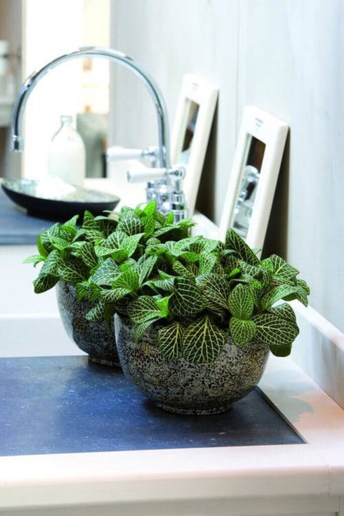 24 Stunning Fittonias to Brighten Your Home - Nerve Plant Varieties