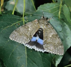15 Fascinating Blue Moths to Spot in Your Garden