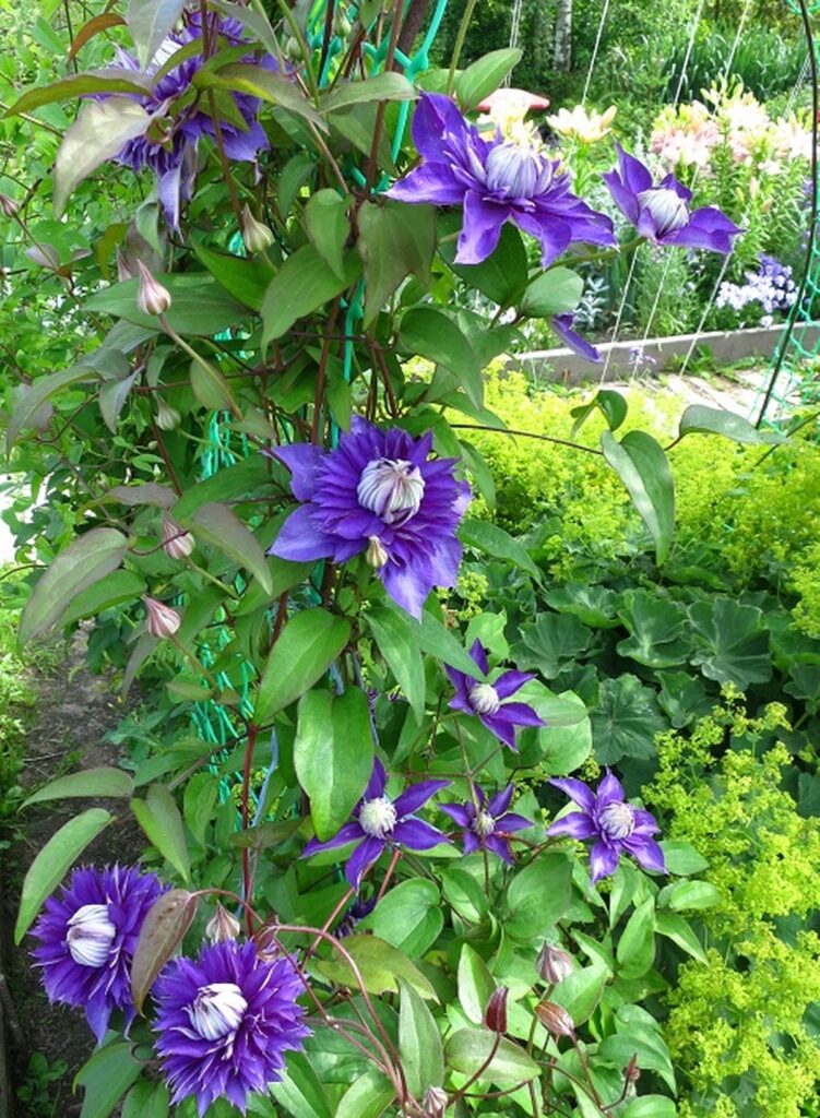 20 Stunning Clematis With Blue Flowers That Brighten Gardens
