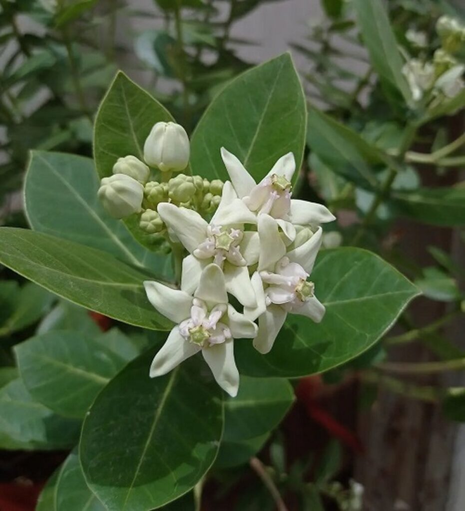 42 White Hawaiian Flowers That Take Your Breath Away