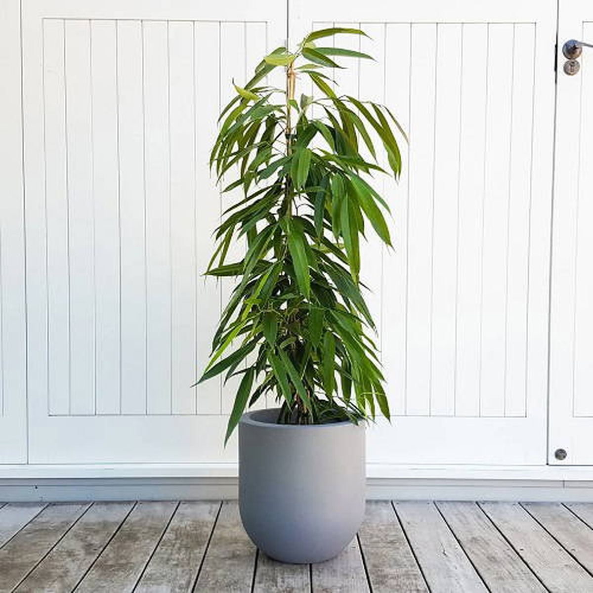 7 Stunning Types of Ficus Lyrata to Brighten Your Space