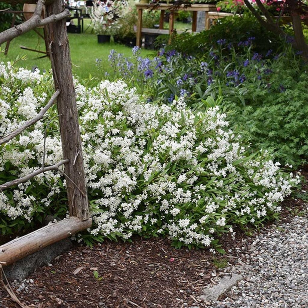21 Beautiful Bushes and Shrubs with Small White Fragrant Flowers