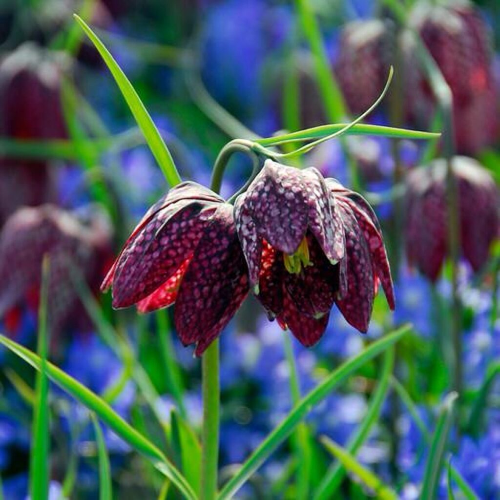 24 Stunning Flowers That Look Like Everyday Objects