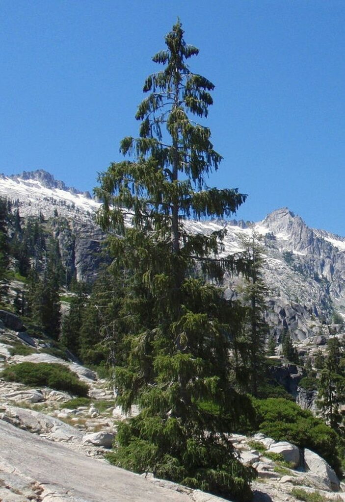 13 Beautiful Types of Spruce Trees to Brighten Your Landscape