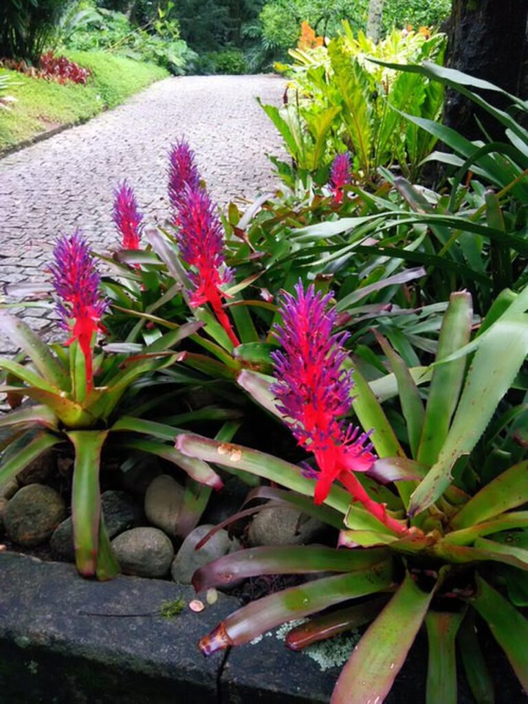 12 Stunning Full Sun Bromeliads That Thrive in Bright Gardens