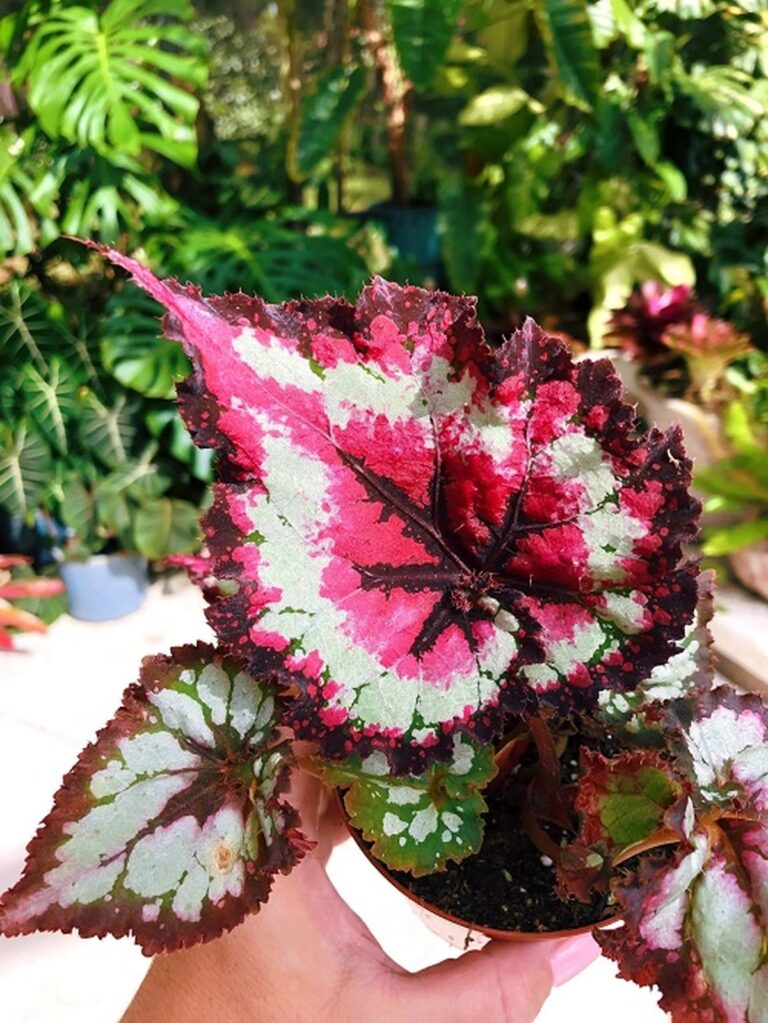 24 Stunning Pink Begonia Varieties to Explore