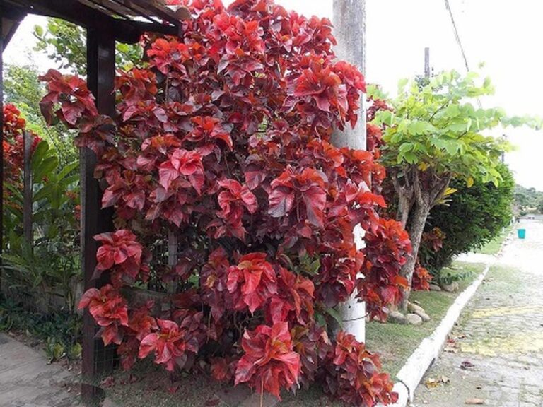 30 Stunning Red Leaf Plant Varieties to Brighten Your Garden