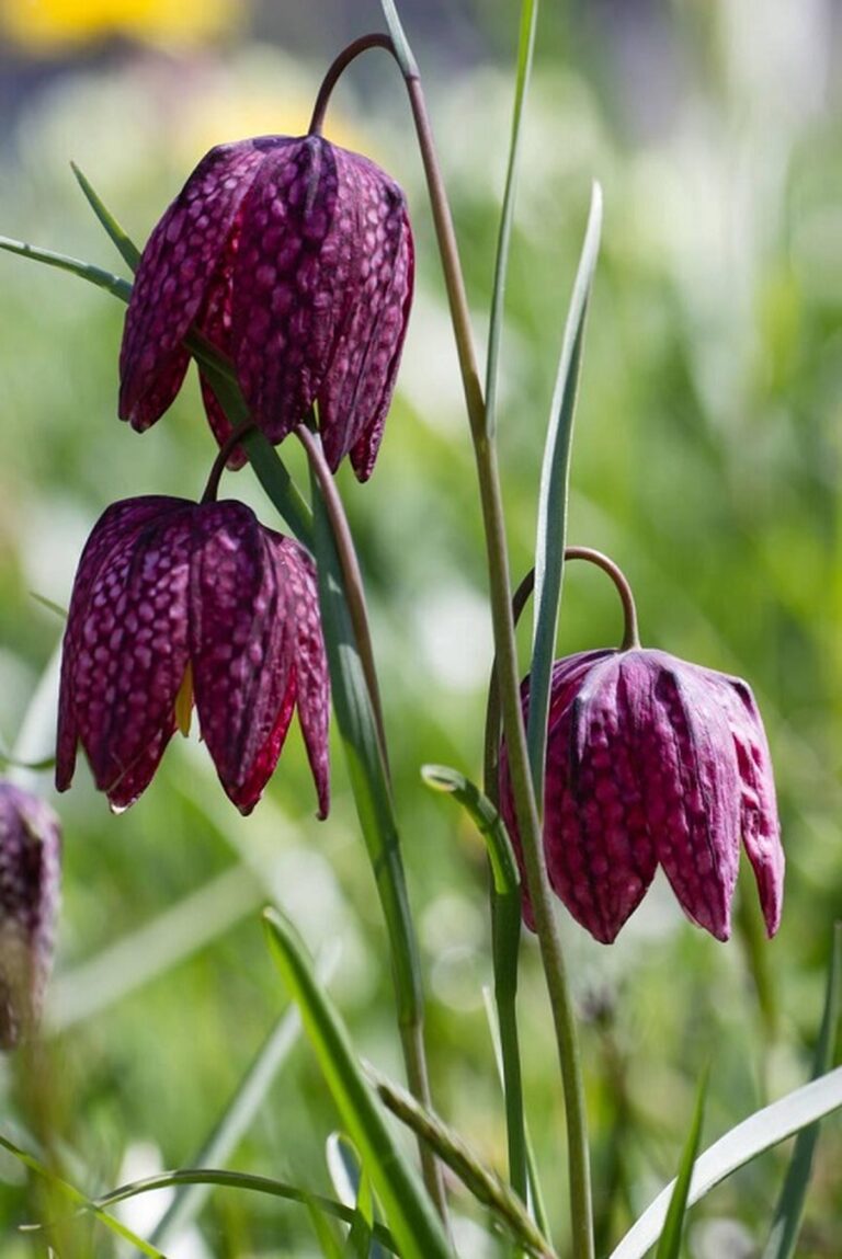 21 Beautiful Flowers Similar to Tulips That Bloom with Charm