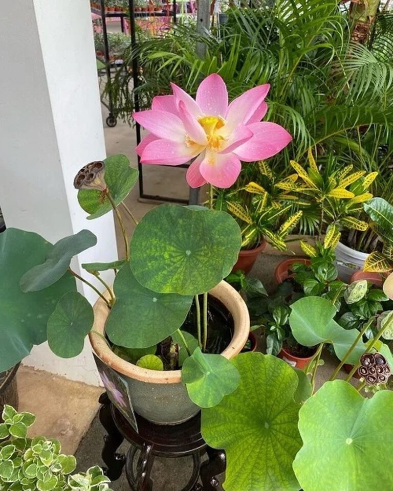 25 Powerful Flowers That Represent Strength - Nature's Warriors!