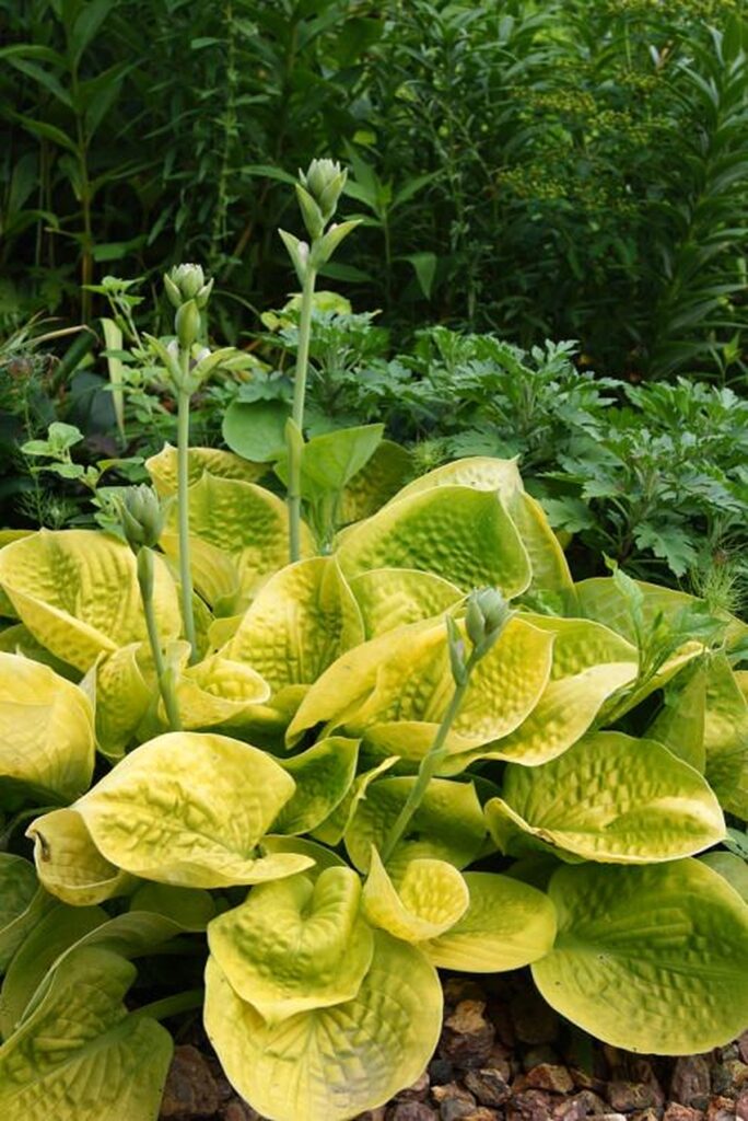 59 Stunning Types of Hostas: Discover These Beautiful Varieties