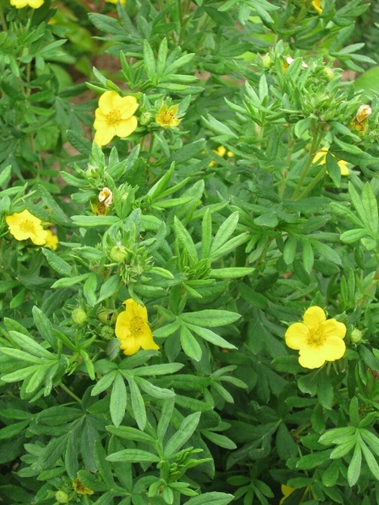 17 Beautiful Plants with 5 Leaves Per Stem to Discover