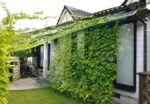22 Gorgeous Green Plants As Curtain Ideas for a Natural Home