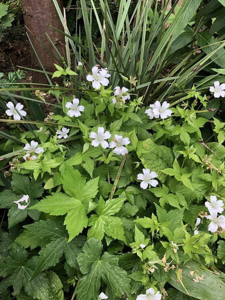 21 Lovely White Geranium Types to Brighten Your Garden