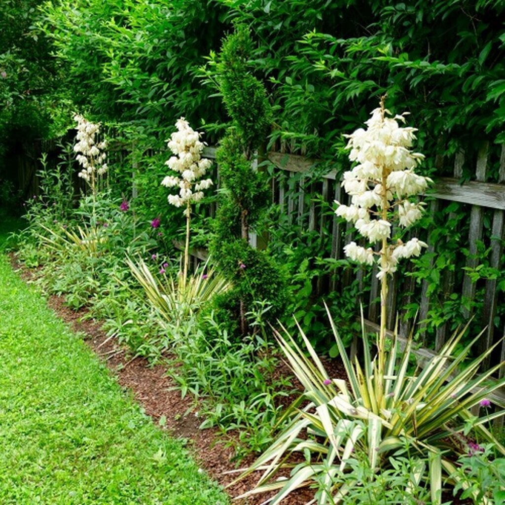 21 Gorgeous Spiky Plants That Will Transform Your Garden