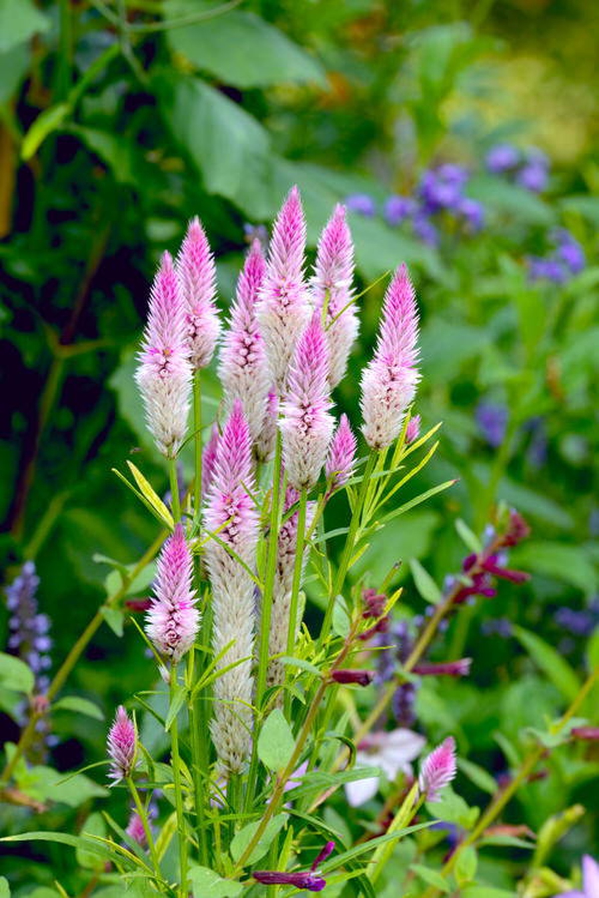 14 Stunning Types of Celosia That Brighten Any Garden