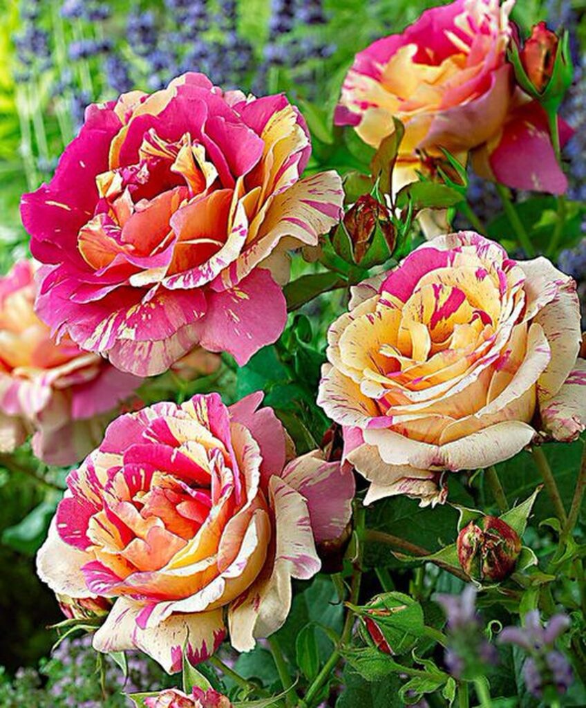 35 Stunning Multicolor Flowers That Will Brighten Your Garden