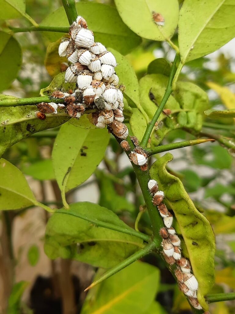 17 Common Tiny White Bugs on Plants that Look like Dust Revealed