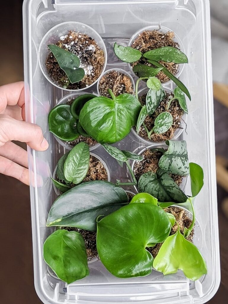 17 Easy DIY Plant Propagator Ideas That Actually Work Wonders