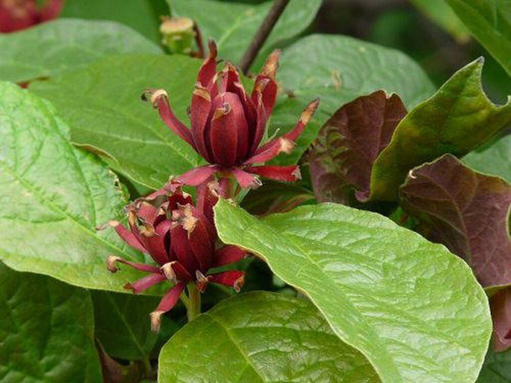 21 Gorgeous Brown Flowers to Brighten Your Garden Today