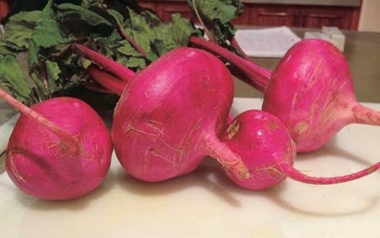 23 Delicious Types of Turnips: Best Varieties for Your Garden