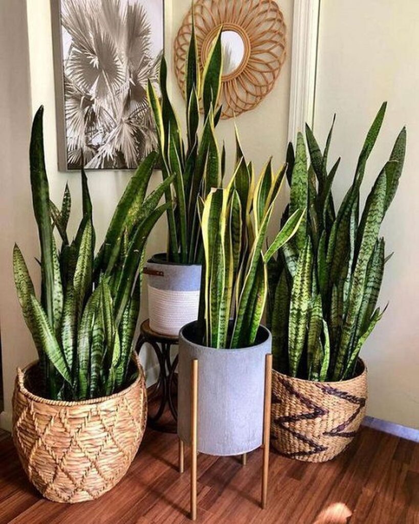 24 Gorgeous Snake Plant Arrangements for 2025 That Wow