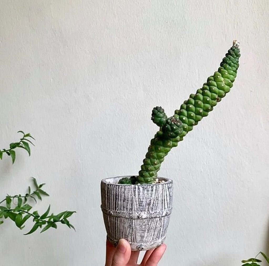 18 Beautiful Succulents With Long Stems - Stunning Trailing Varieties