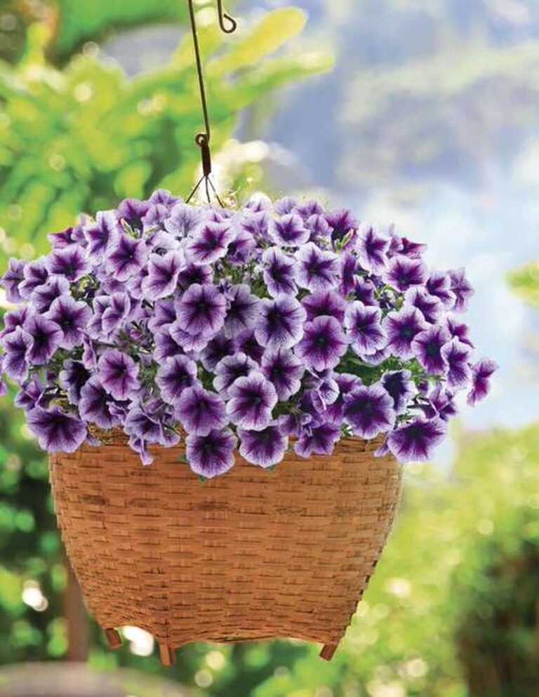 40 Stunning Types of Petunias That Brighten Any Garden