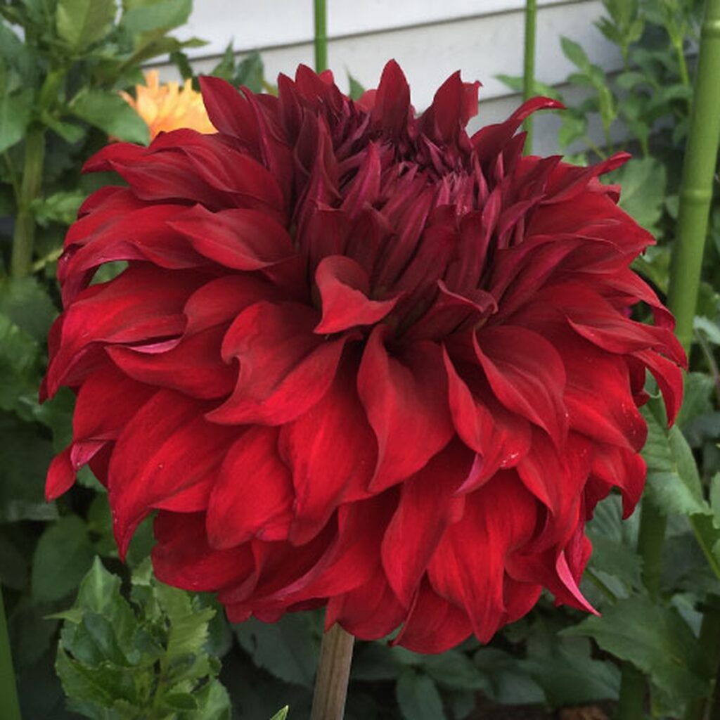 27 Stunning Red Dahlia Varieties That Will Brighten Any Garden
