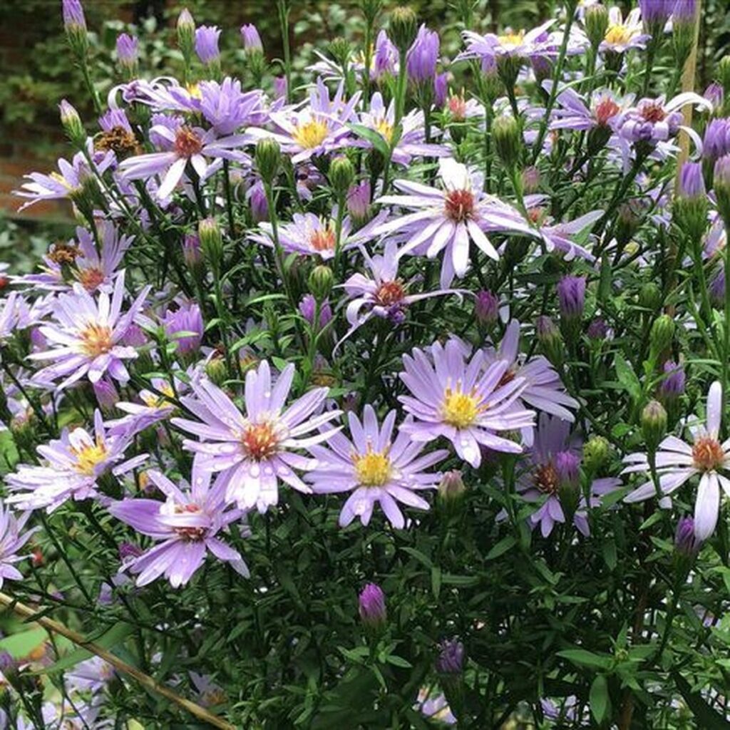 48 Stunning Maryland Native Plants List for Your Garden Dream