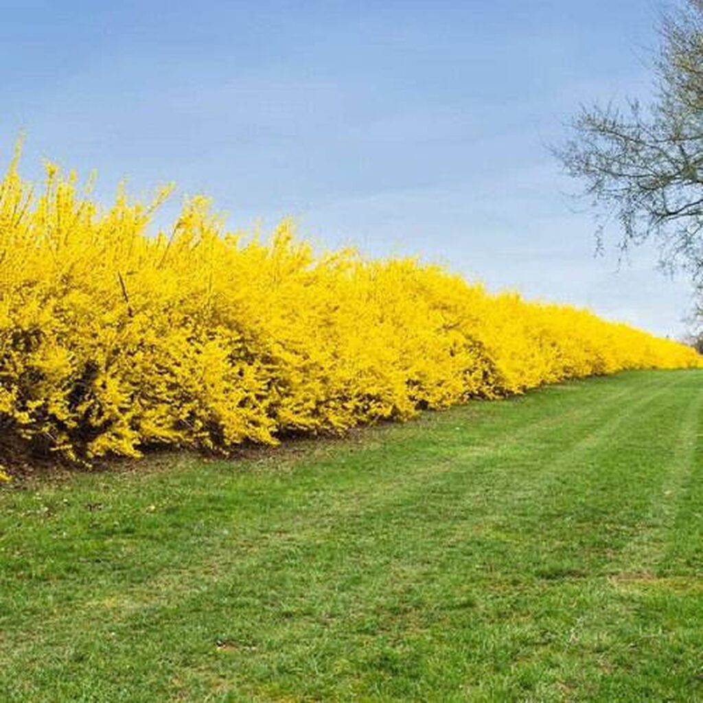 27 Speedy Privacy Shrubs That Transform Your Garden Fast