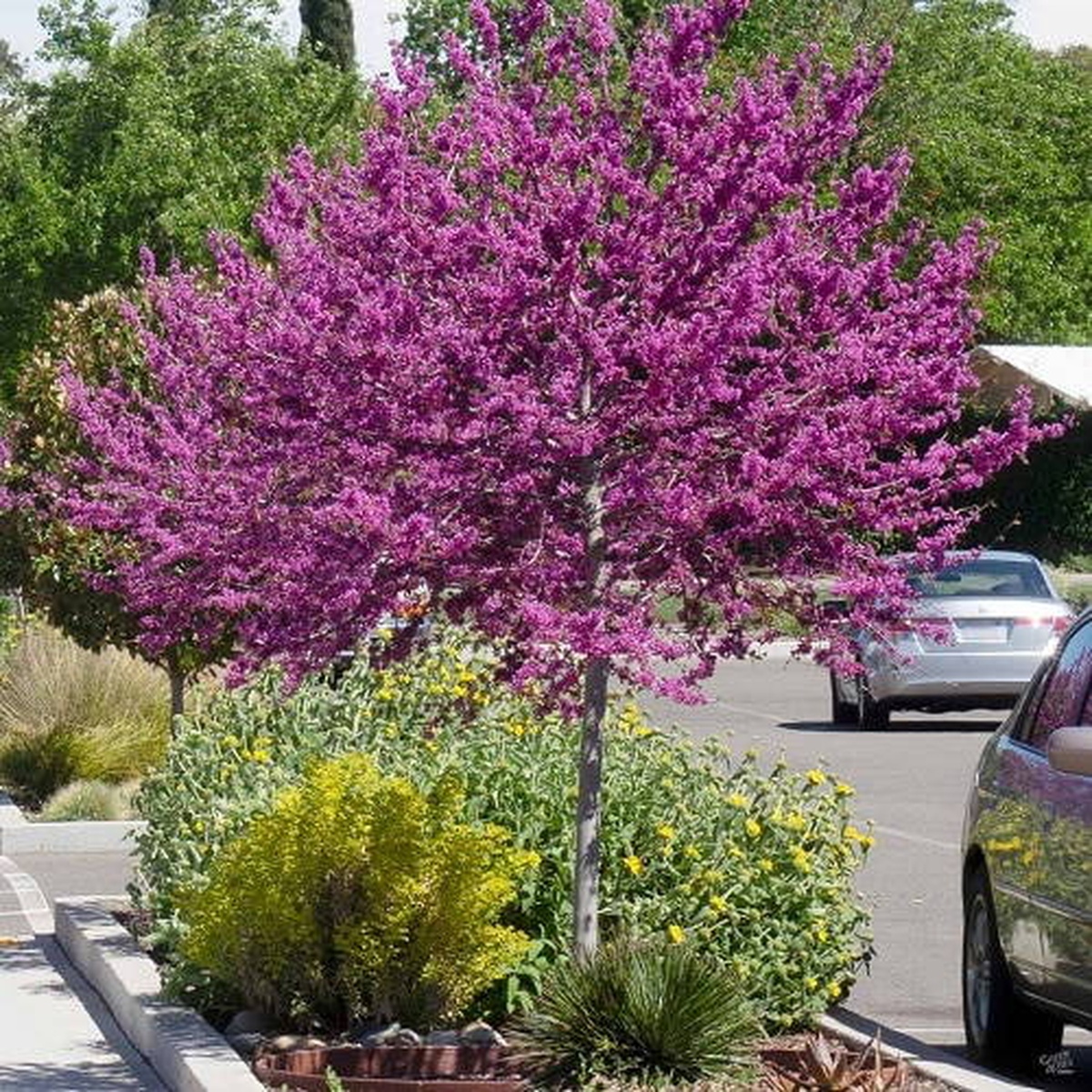 8 Stunning Purple Flower Trees to Brighten Your Texas Garden