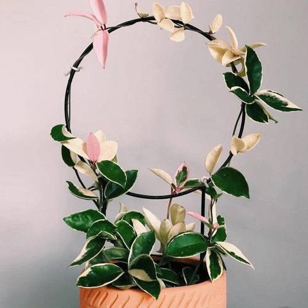 32 Amazing Hoya Plant Ideas to Display Them in Style!