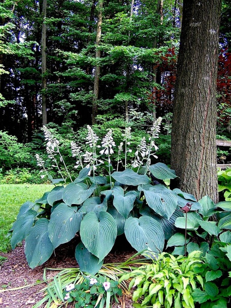 25 Stunning Purple Hostas To Brighten Your Garden Space