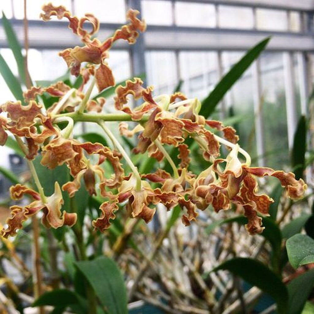 21 Gorgeous Brown Flowers to Brighten Your Garden Today