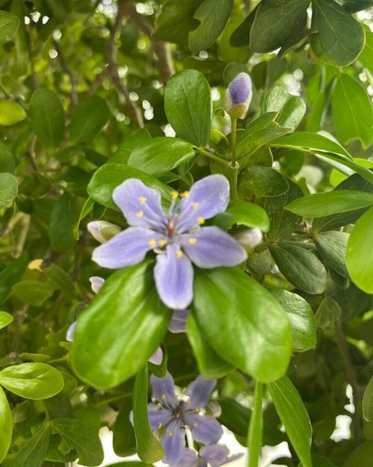 43 Fascinating Plants from Jamaica That Brighten Any Garden