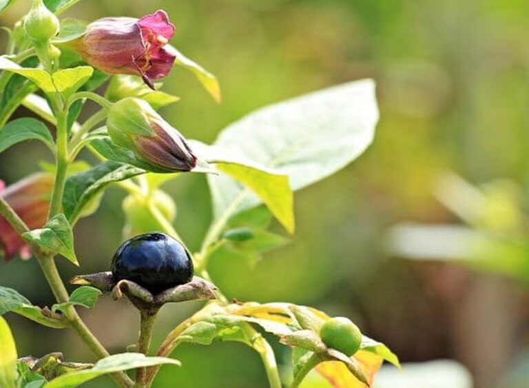 10 Greatest Magical Plants in Mythology
