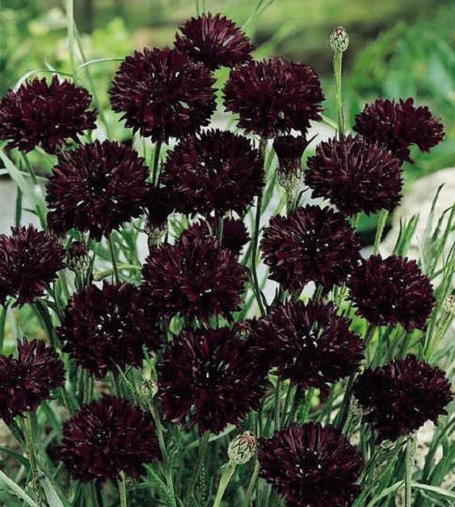 56 Stunning Black Flowers and Plants for a Dramatic Garden