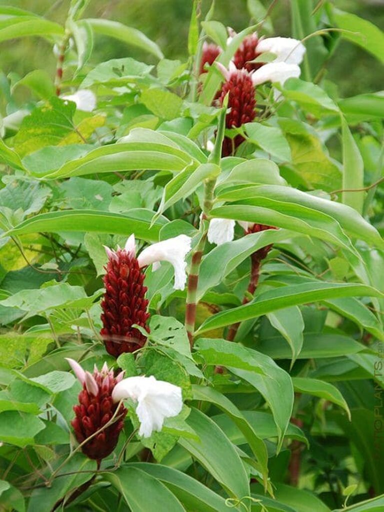 19 Gorgeous Types of Ginger Plants for Your Garden Paradise