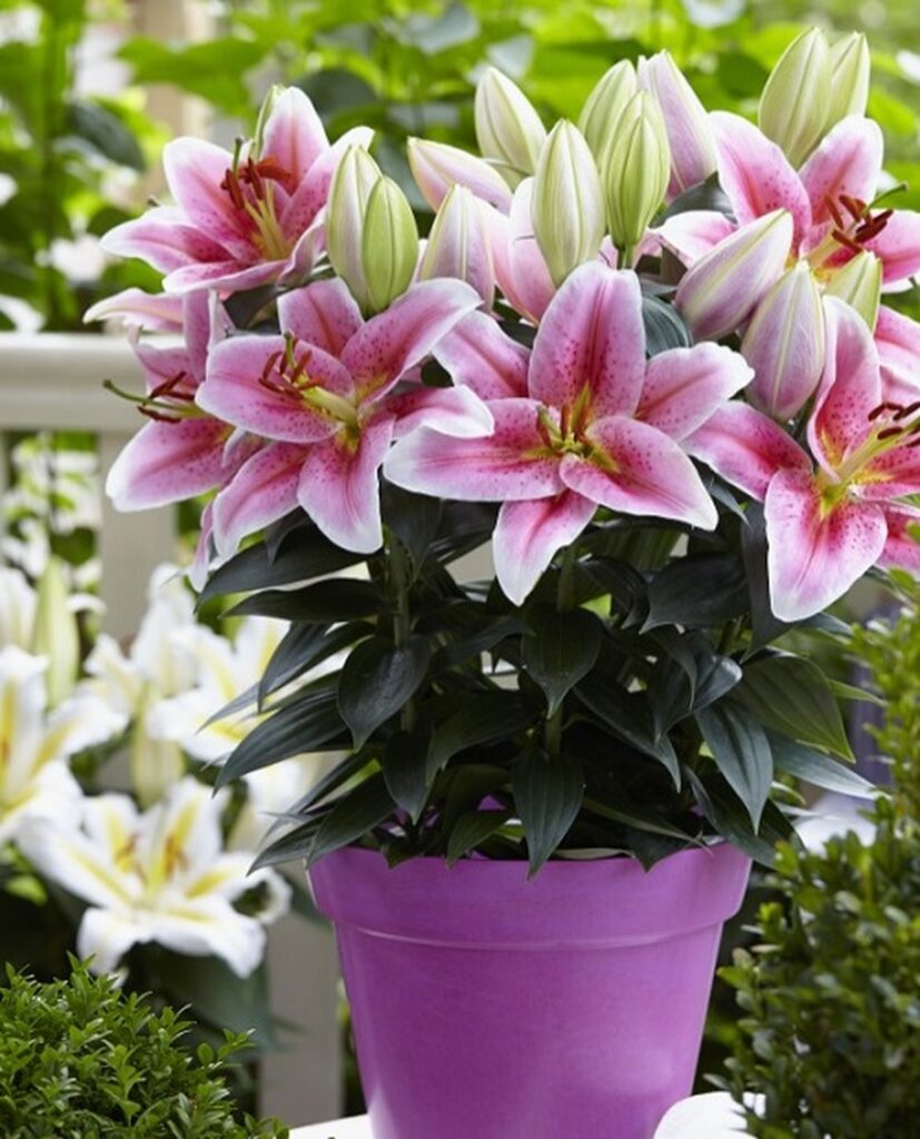 20 Stunning Pink Lily Varieties That Brighten Any Garden