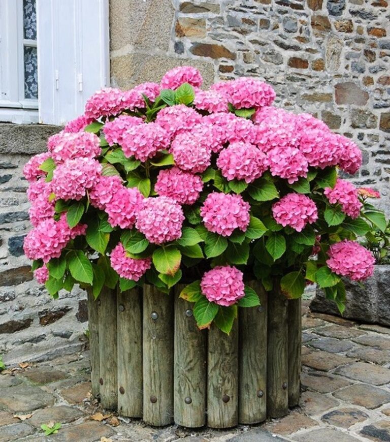 18 Enchanting Asian Flowers That Transform Any Garden